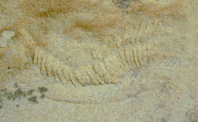 Mississippian Trilobite Trackway Cruziana